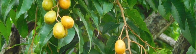 Planta medicinal – Capim santo - Plantas e Hortaliças